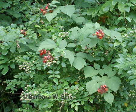 Wineberry Patrol | Eastern Shore Gardener